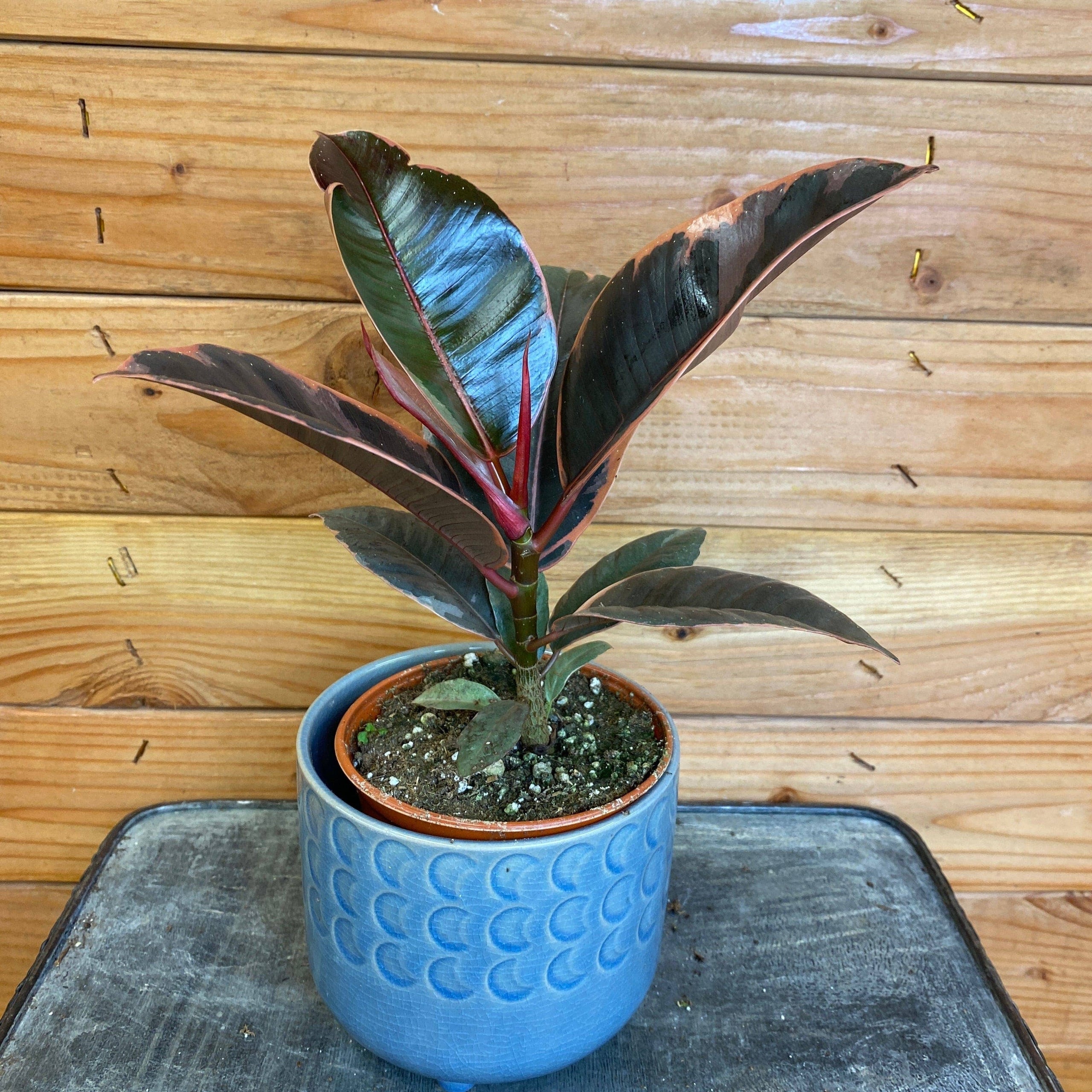 Ficus Ruby, 4" Plant | Mr. Walrus